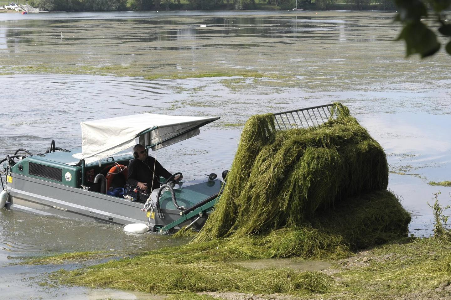 Gestion de l‘Elodée de Nuttall sur le plan d‘eau de l‘île Charlemagne ...